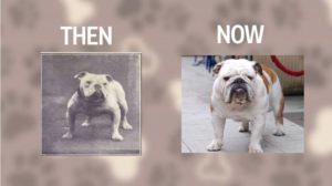 17 Common Dog Breeds Before And After 100 Years Of Breeding