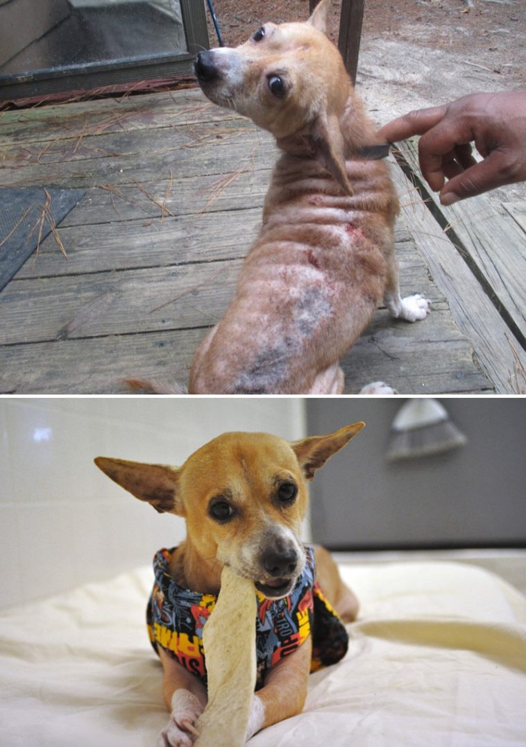 20 Rescue Dogs That Will Restore Your Faith In Humanity