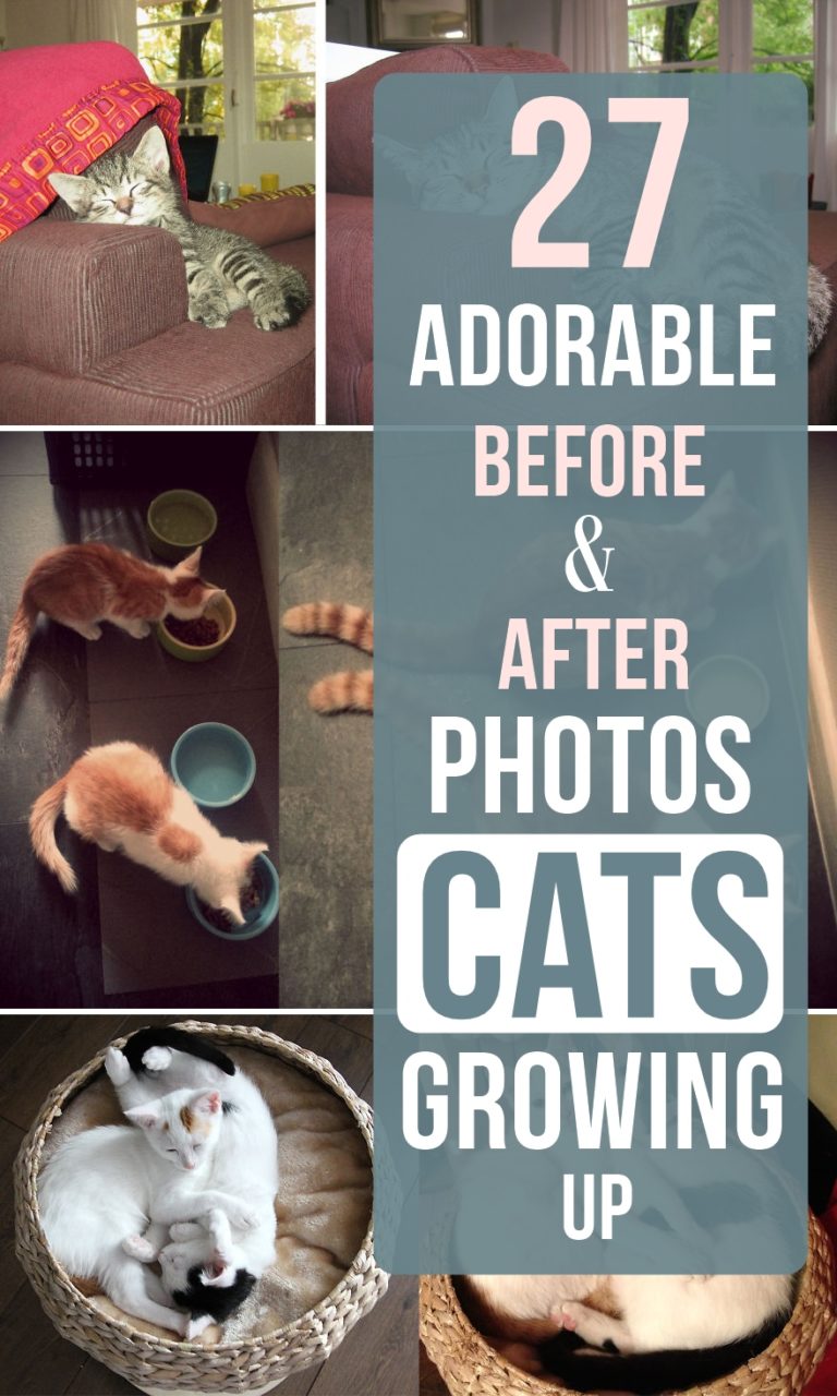 27 Adorable Before & After Photos of Cats Growing Up