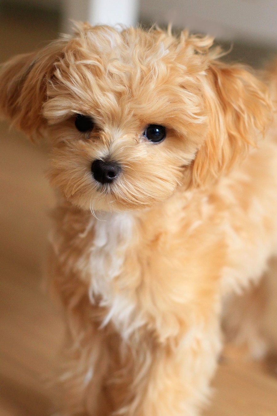 The Best Small Dog Breeds Www inf inet The Best Small Dog Breeds Www inf inet